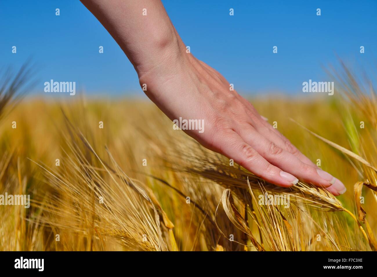 Hand in wheat field. Harvest and gold food agriculture concept Stock ...