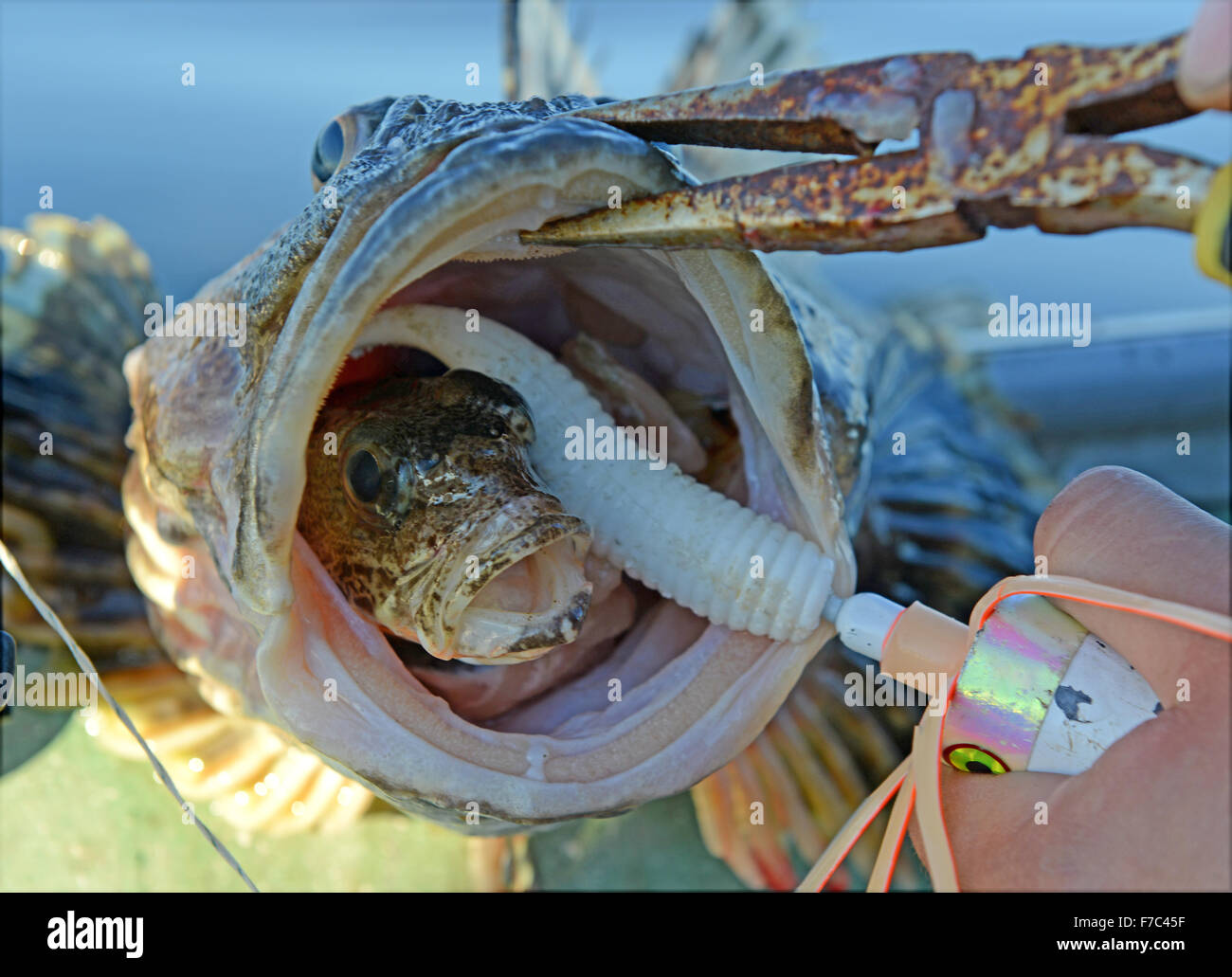 Predator Mouth Fish