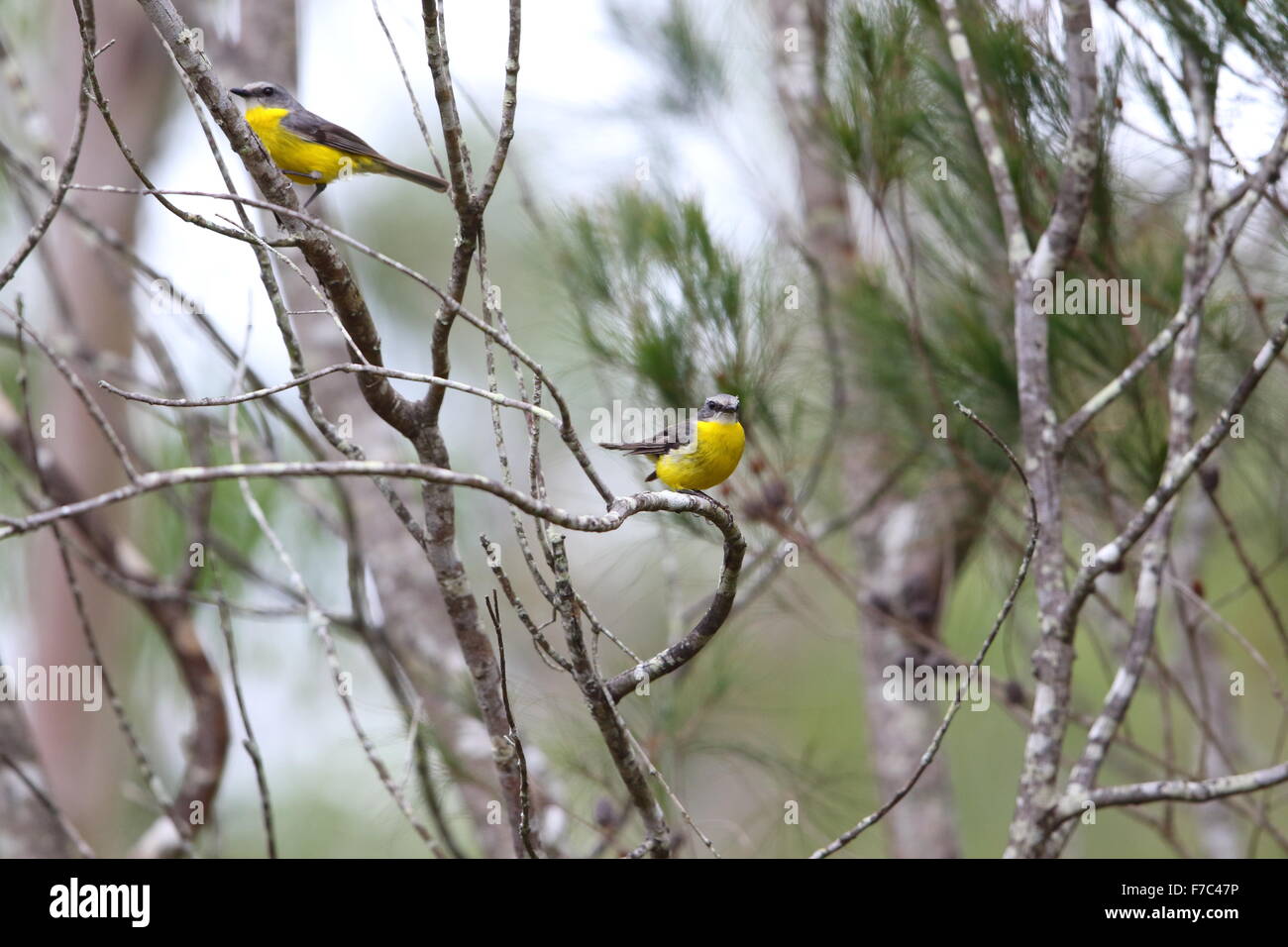 Eastern Yellow Robin (Eopsaltria australis) in Australia Stock Photo ...