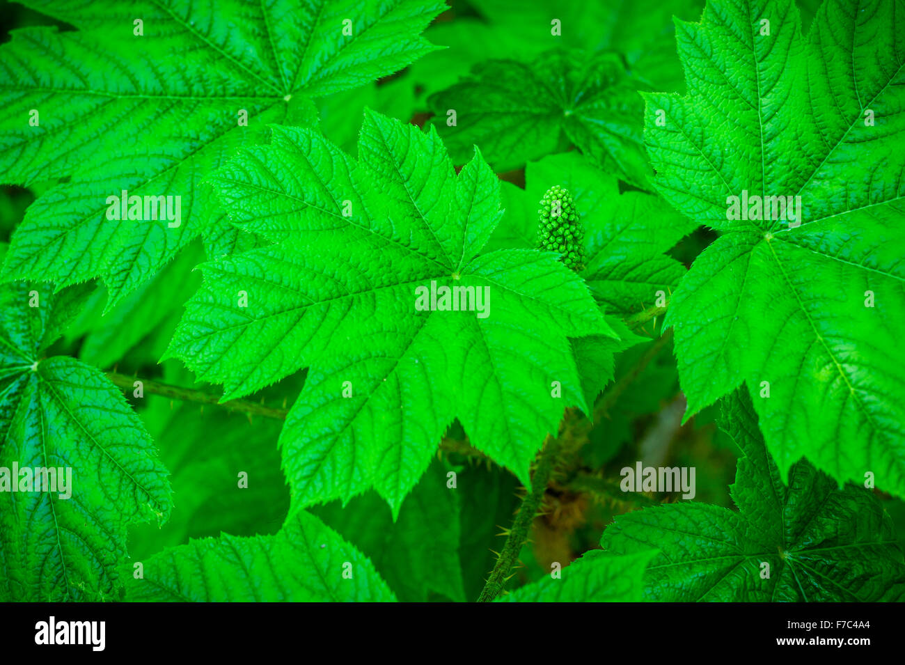Devils club leaf hi-res stock photography and images - Alamy
