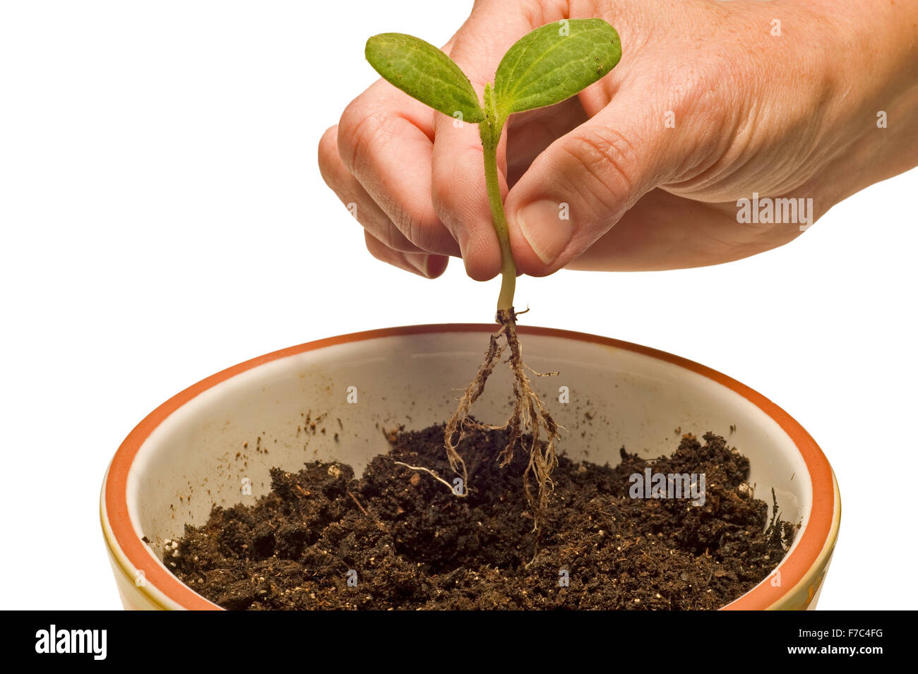 Hand and leaf hi-res stock photography and images - Alamy