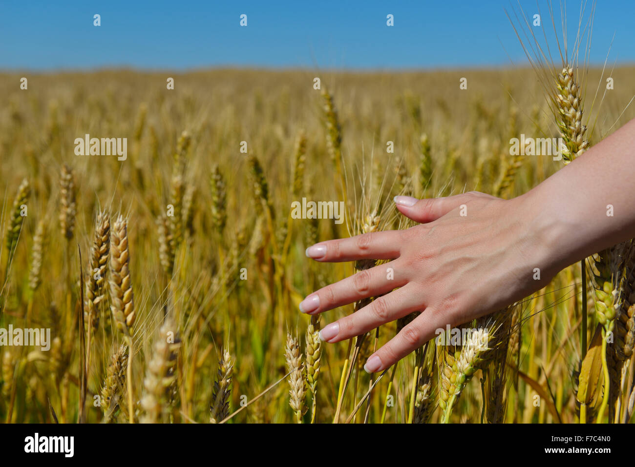 Hand in wheat field. Harvest and gold food agriculture concept Stock ...