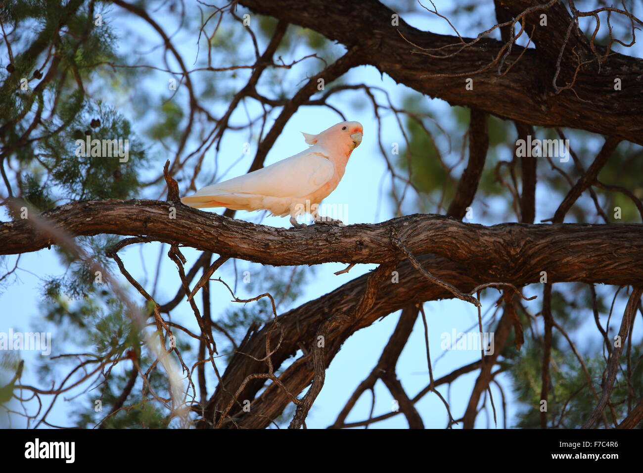Major Mitchell's Cockatoo (Cacatua leadbeateri) in Australia Stock ...