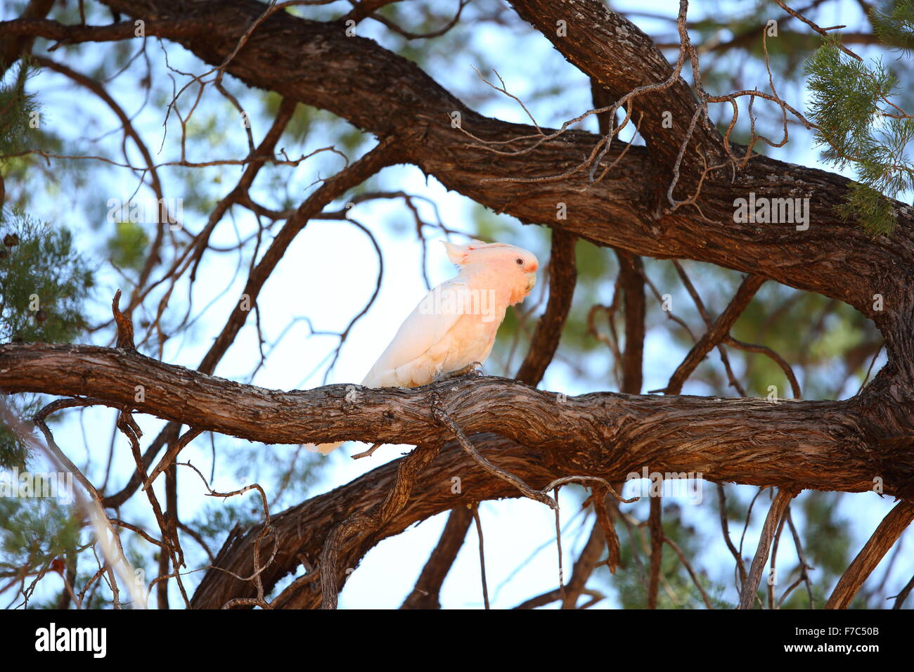 Major Mitchell's Cockatoo (Cacatua leadbeateri) in Australia Stock ...