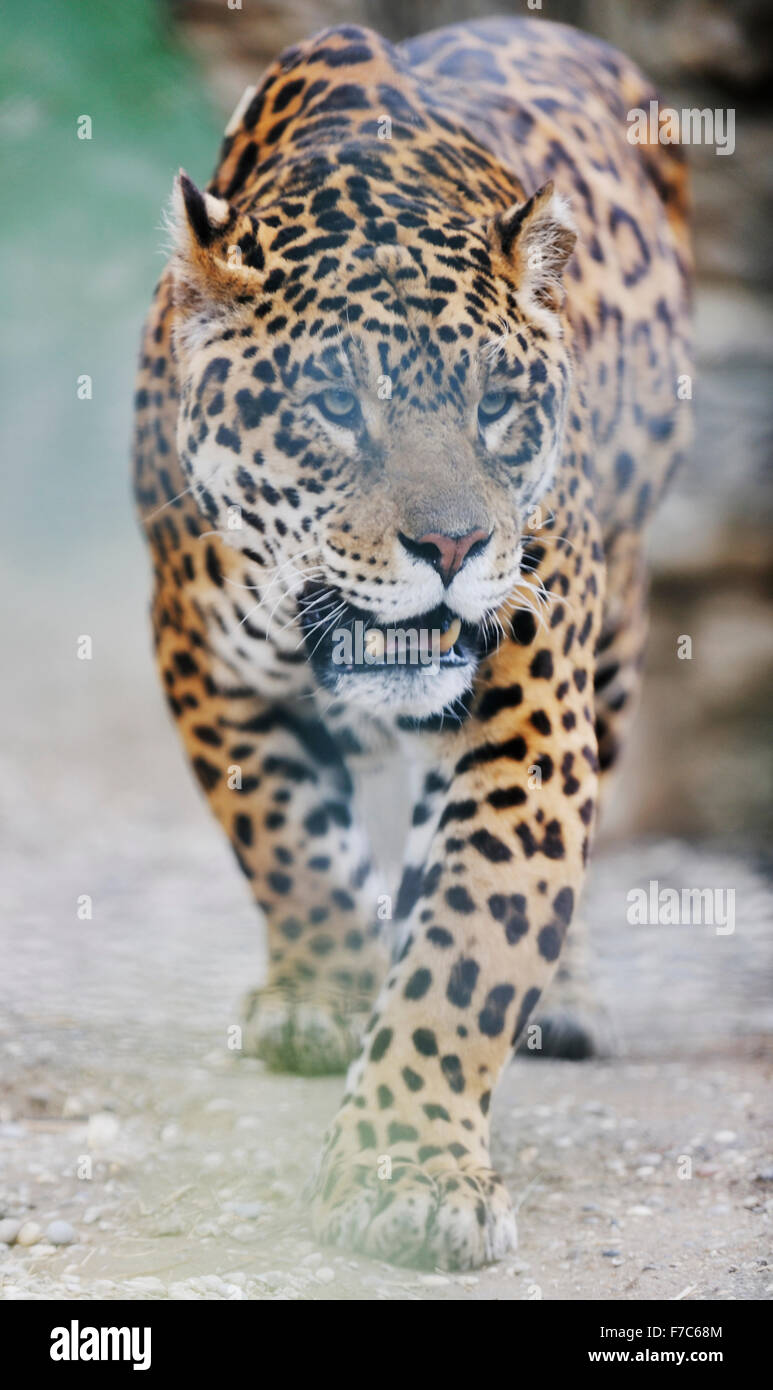 big wild cat animal in zoo Stock Photo - Alamy
