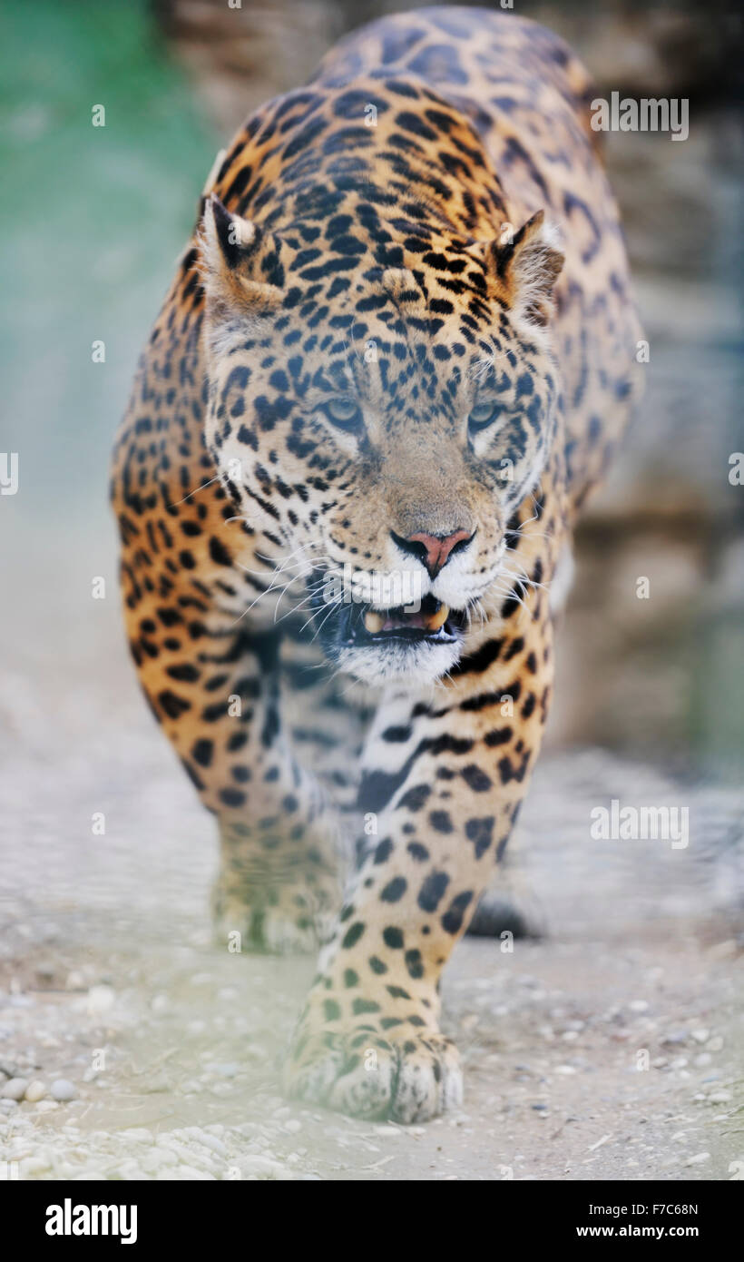 big wild cat animal in zoo Stock Photo - Alamy