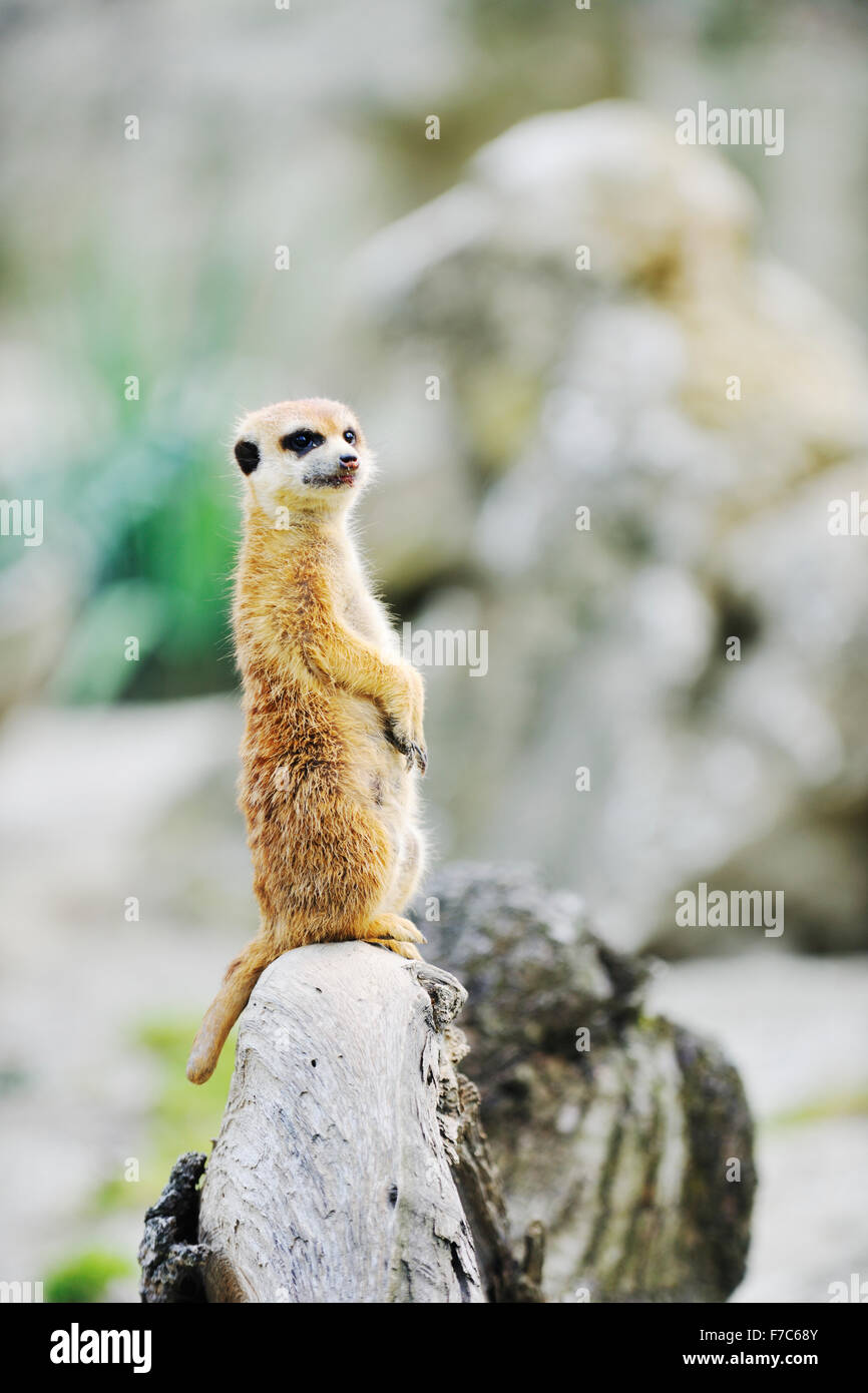 small animall in zoo Stock Photo - Alamy