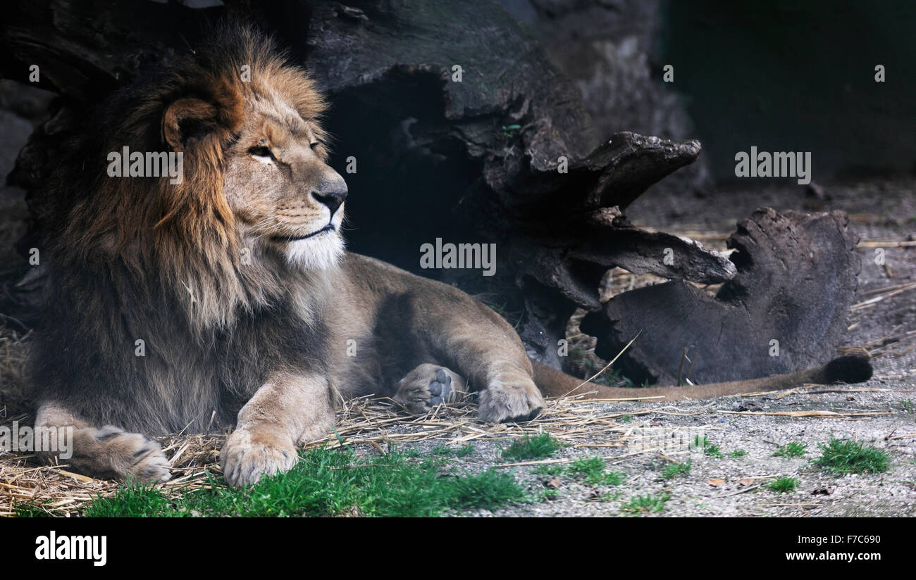 big wild cat animal in zoo Stock Photo - Alamy
