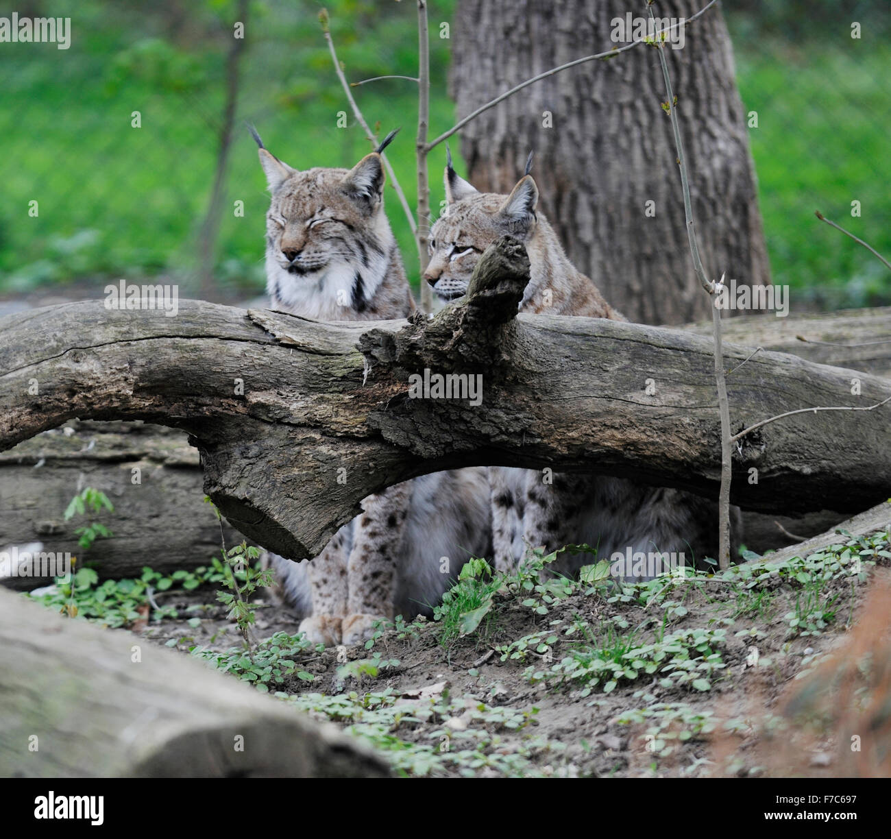 big wild cat animal in zoo Stock Photo - Alamy
