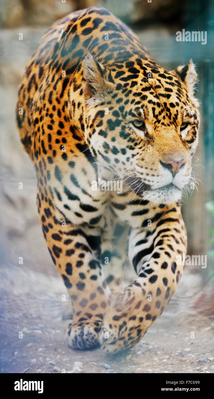 big wild cat animal in zoo Stock Photo - Alamy