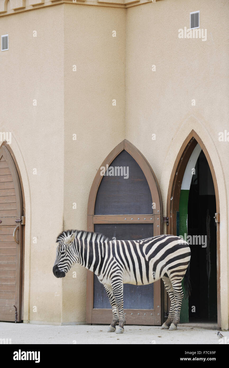 zebra wild animal in zoo Stock Photo - Alamy