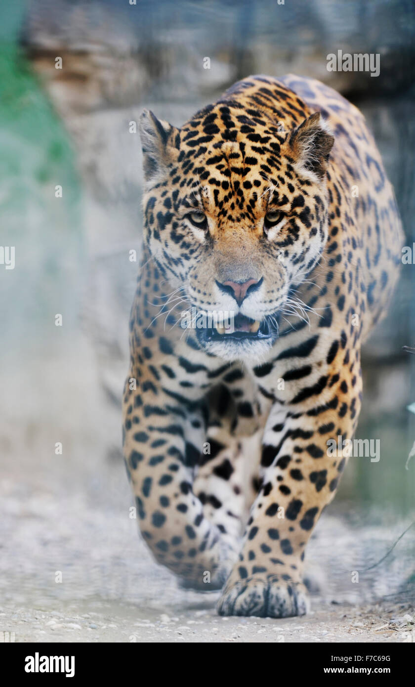 big wild cat animal in zoo Stock Photo - Alamy
