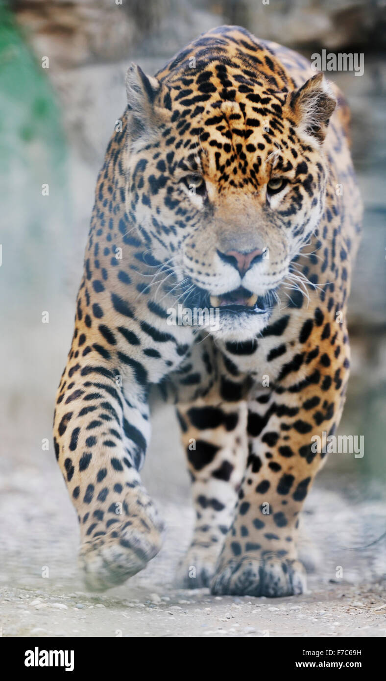 big wild cat animal in zoo Stock Photo - Alamy