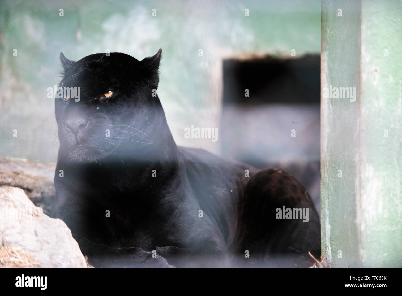 big wild cat animal in zoo Stock Photo - Alamy