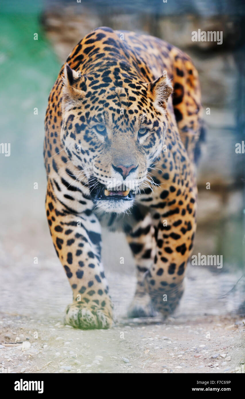 big wild cat animal in zoo Stock Photo - Alamy