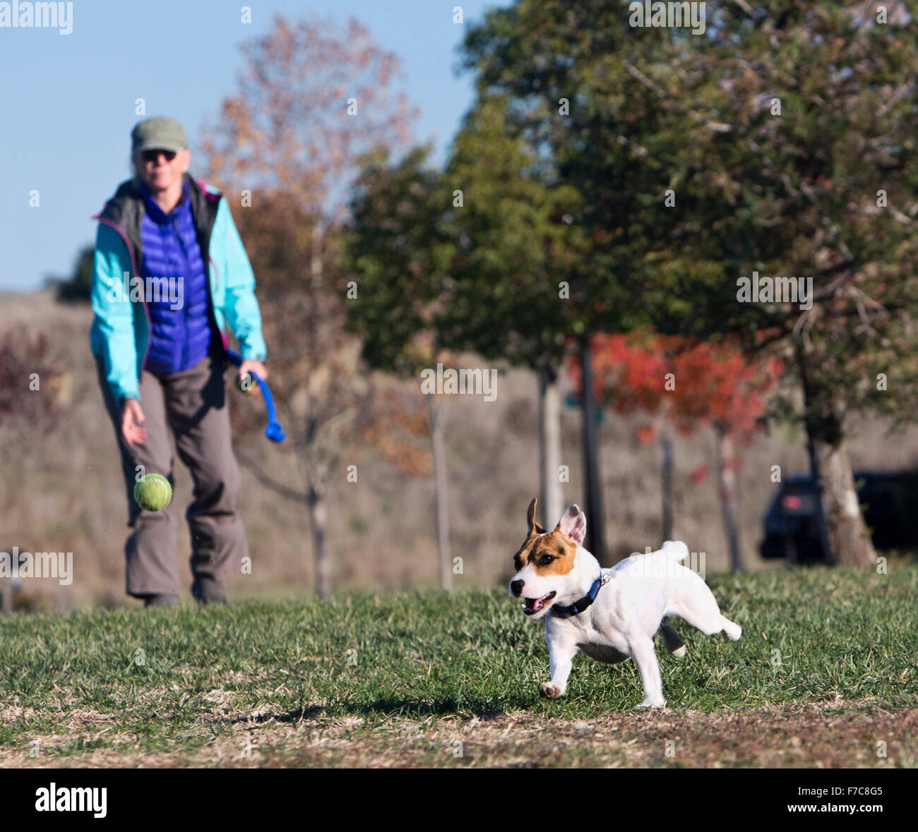 Ball retrieving with a Jack Russell Stock Photo - Alamy