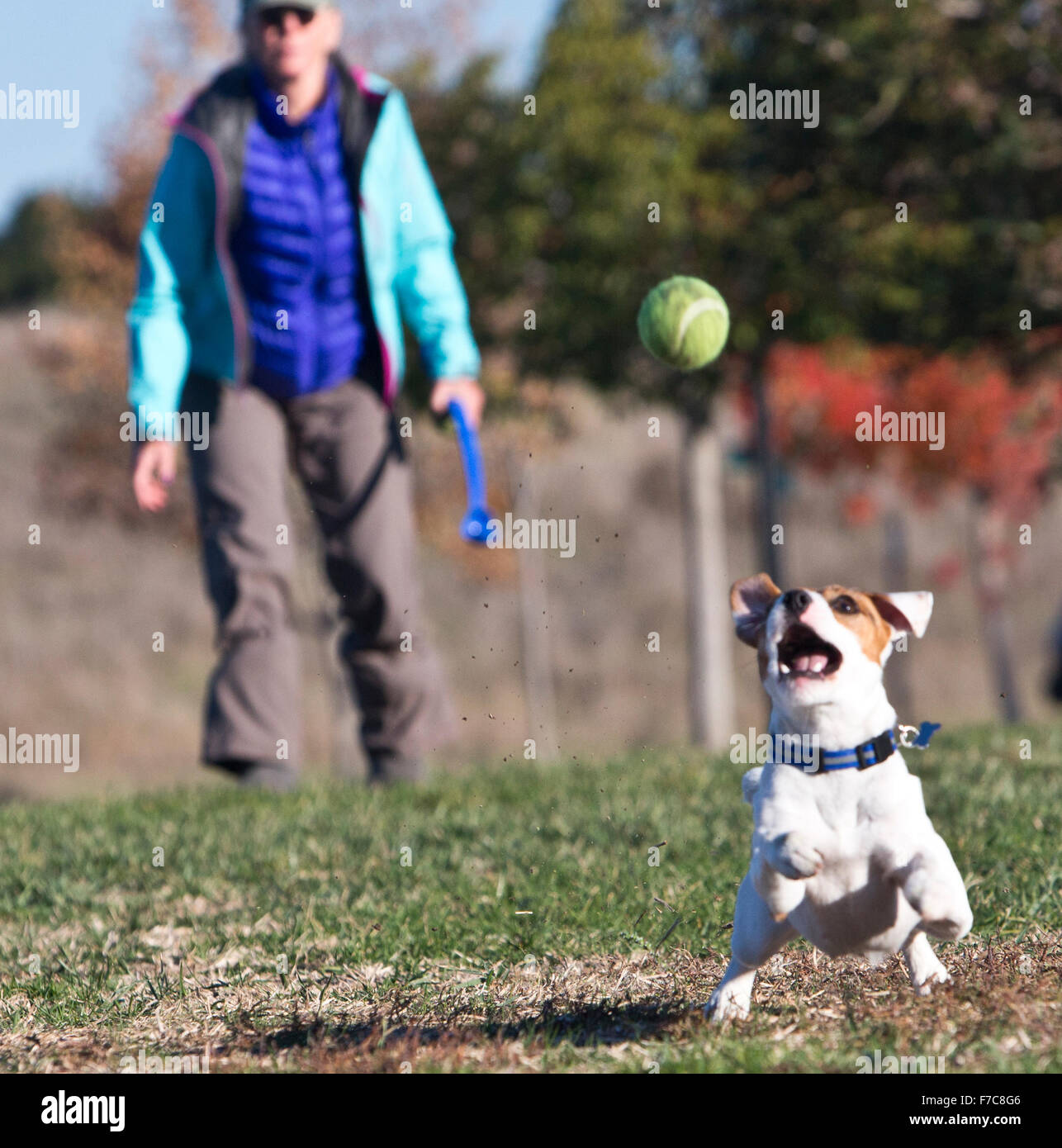 Ball retrieving jack russell hi-res stock photography and images - Alamy