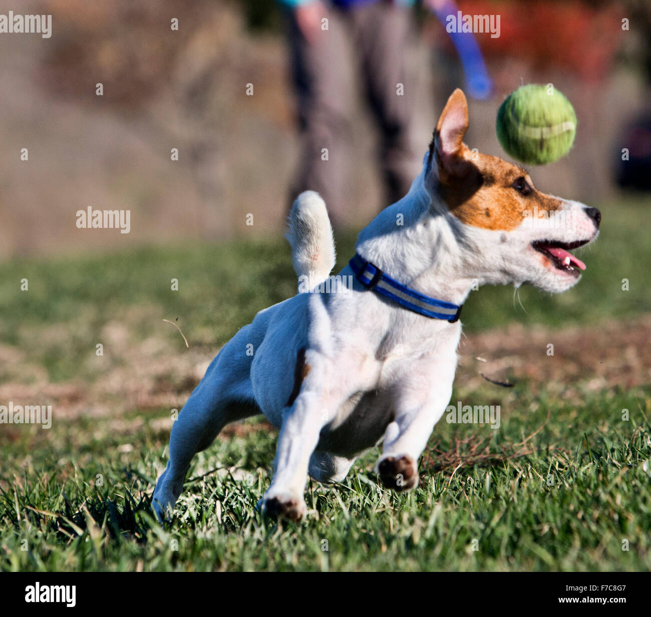 Ball retrieving jack russell hi-res stock photography and images - Alamy