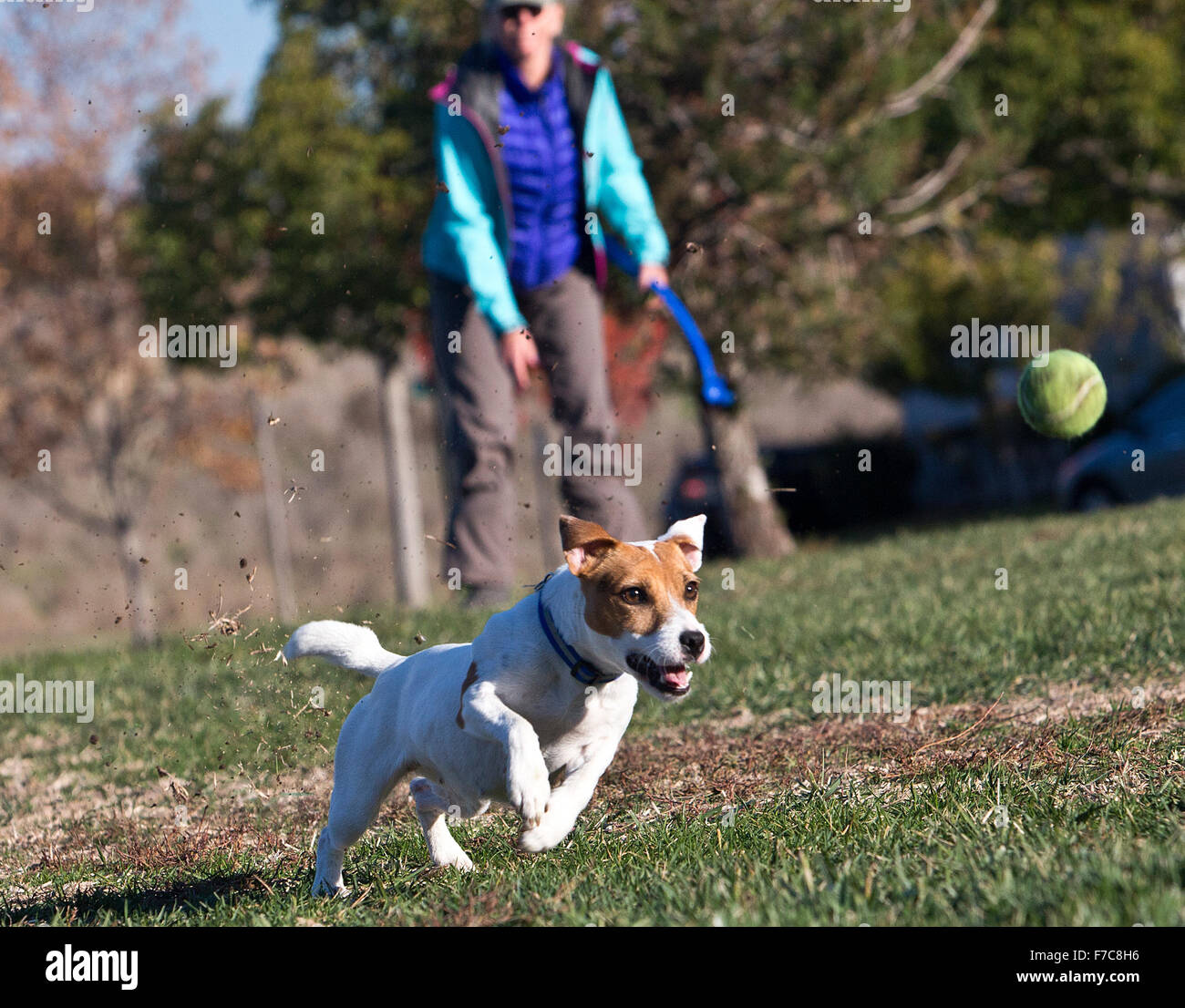 Ball retrieving with a Jack Russell Stock Photo - Alamy