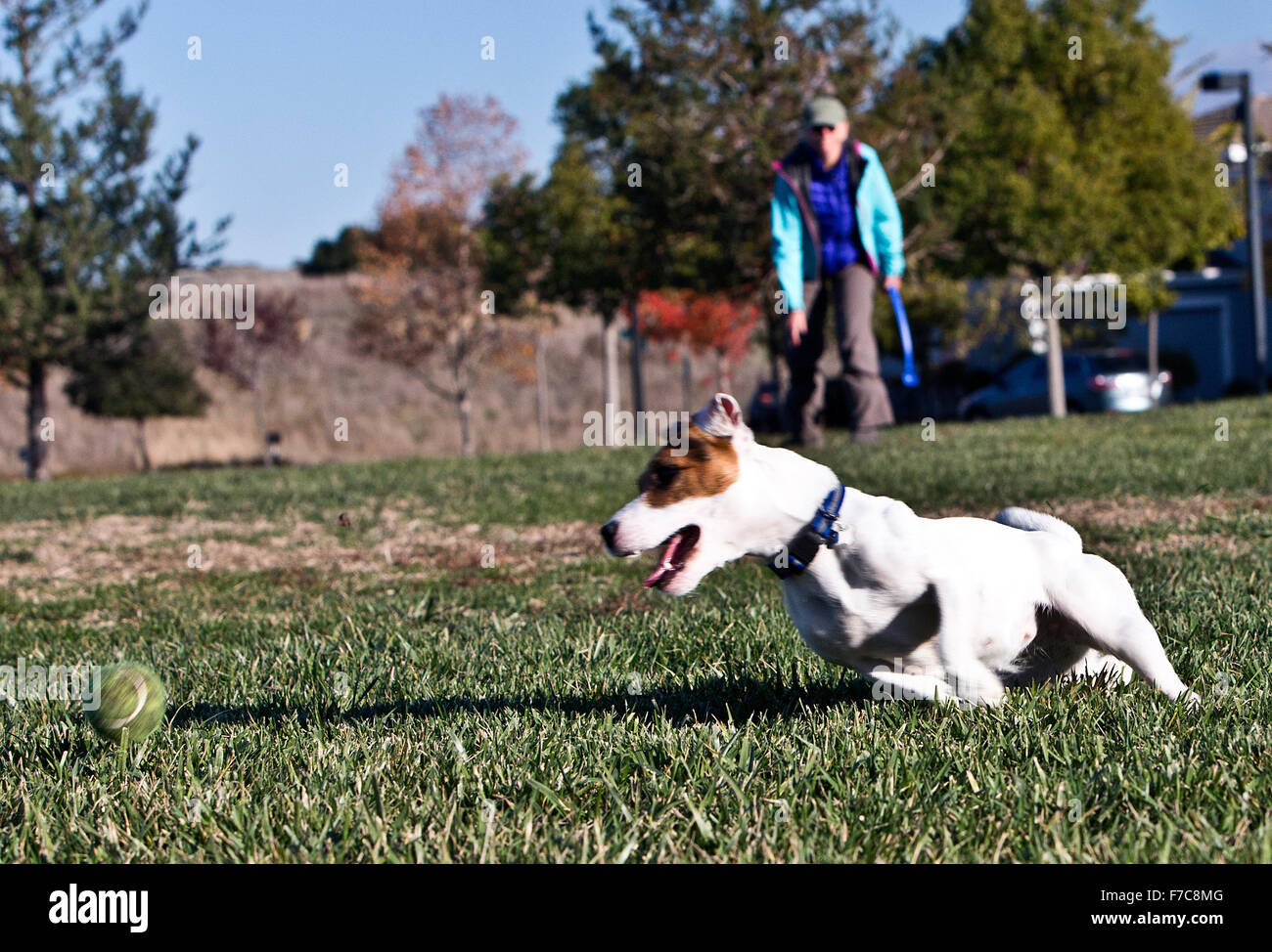 Ball retrieving with a Jack Russell Stock Photo - Alamy