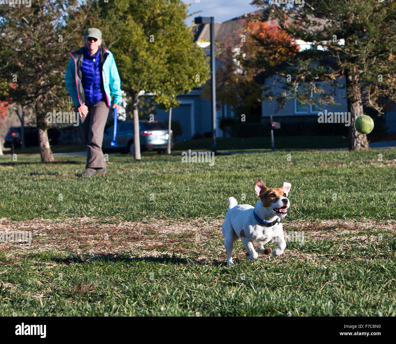 Ball retrieving jack russell hi-res stock photography and images - Alamy
