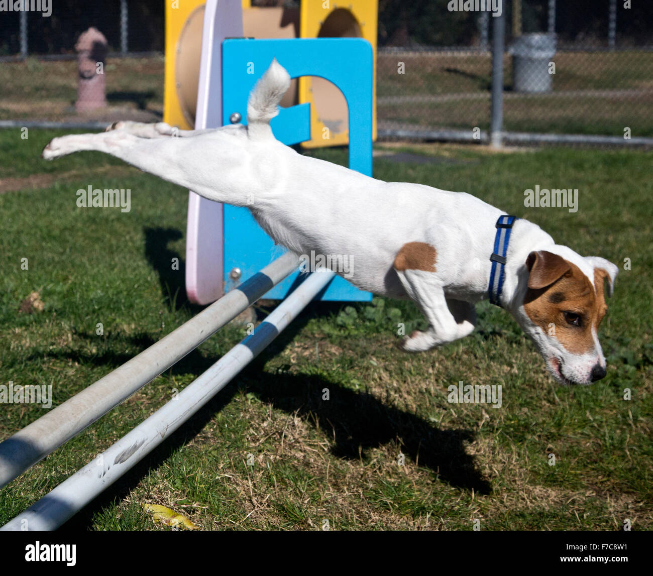 Jack Russell Terrier shows off it's stuff Stock Photo - Alamy
