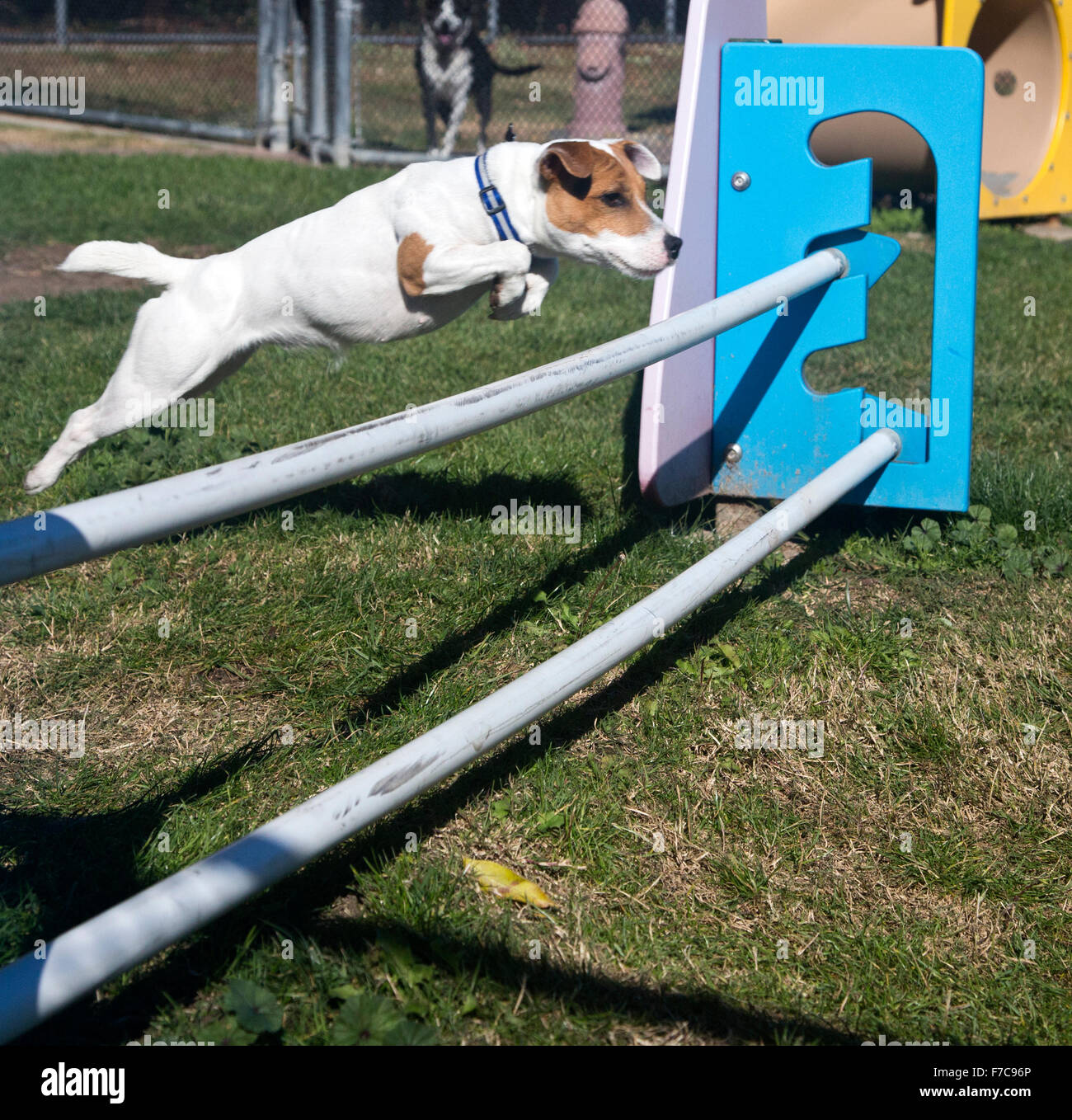 Russell athletic hi-res stock photography and images - Alamy