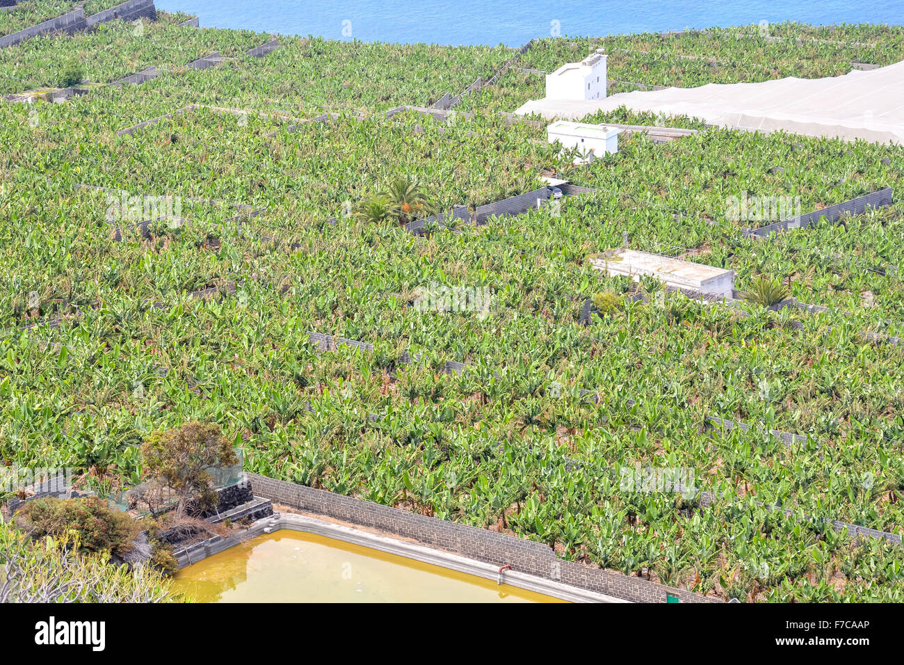 Banana Plantation Field Stock Photo - Alamy