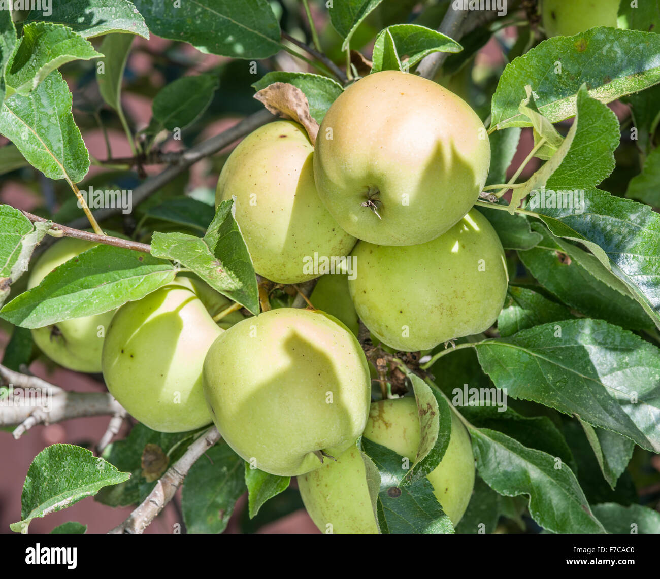 Apple golden delicious tree hi-res stock photography and images - Alamy