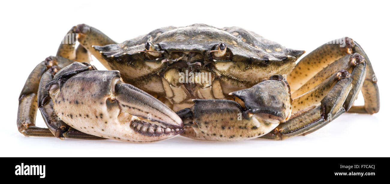Carcinus maenas hi-res stock photography and images - Alamy