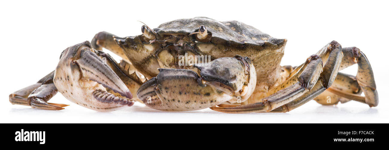 Carcinus maenas -edible alive crab isolated on a white background Stock ...