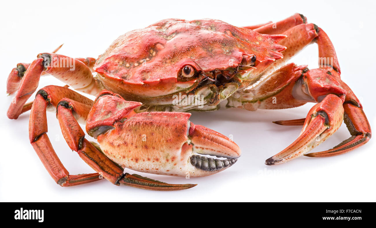 Cooked crab isolated on a white background Stock Photo - Alamy