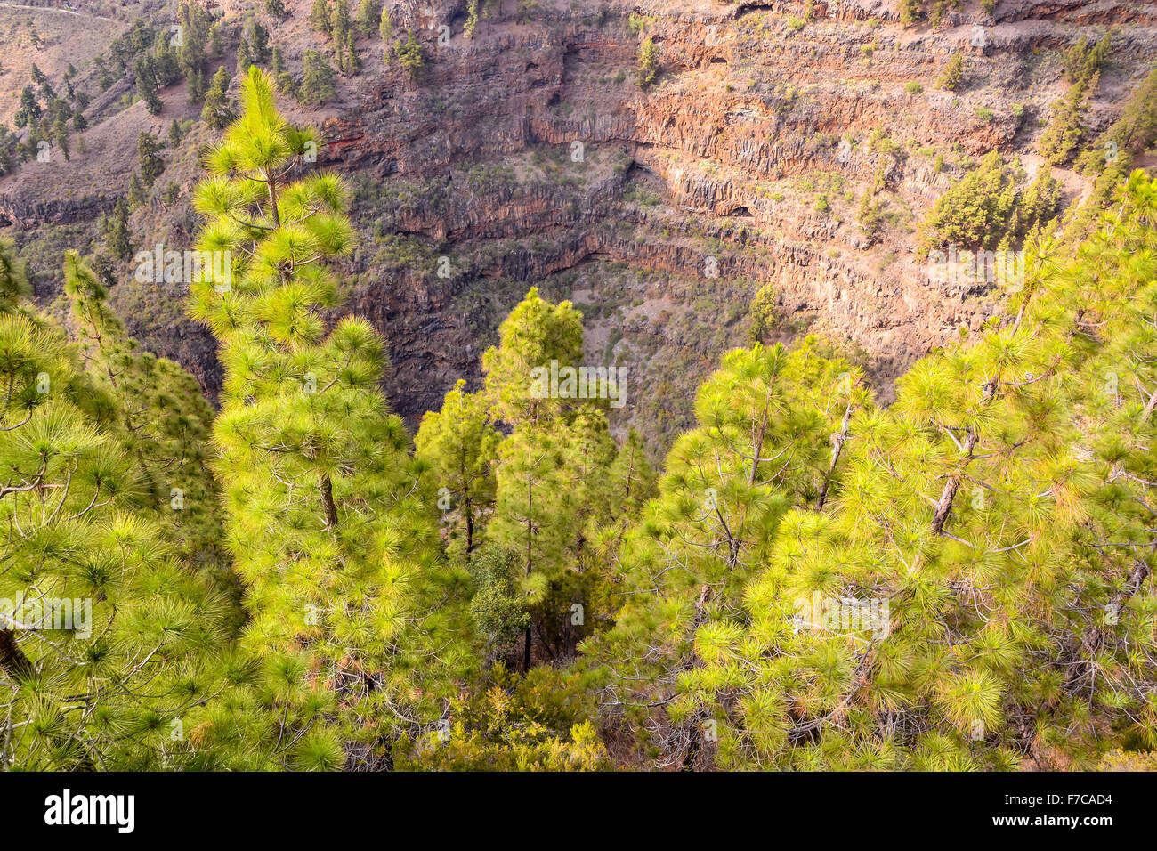 Pine Tree View Stock Photo - Alamy