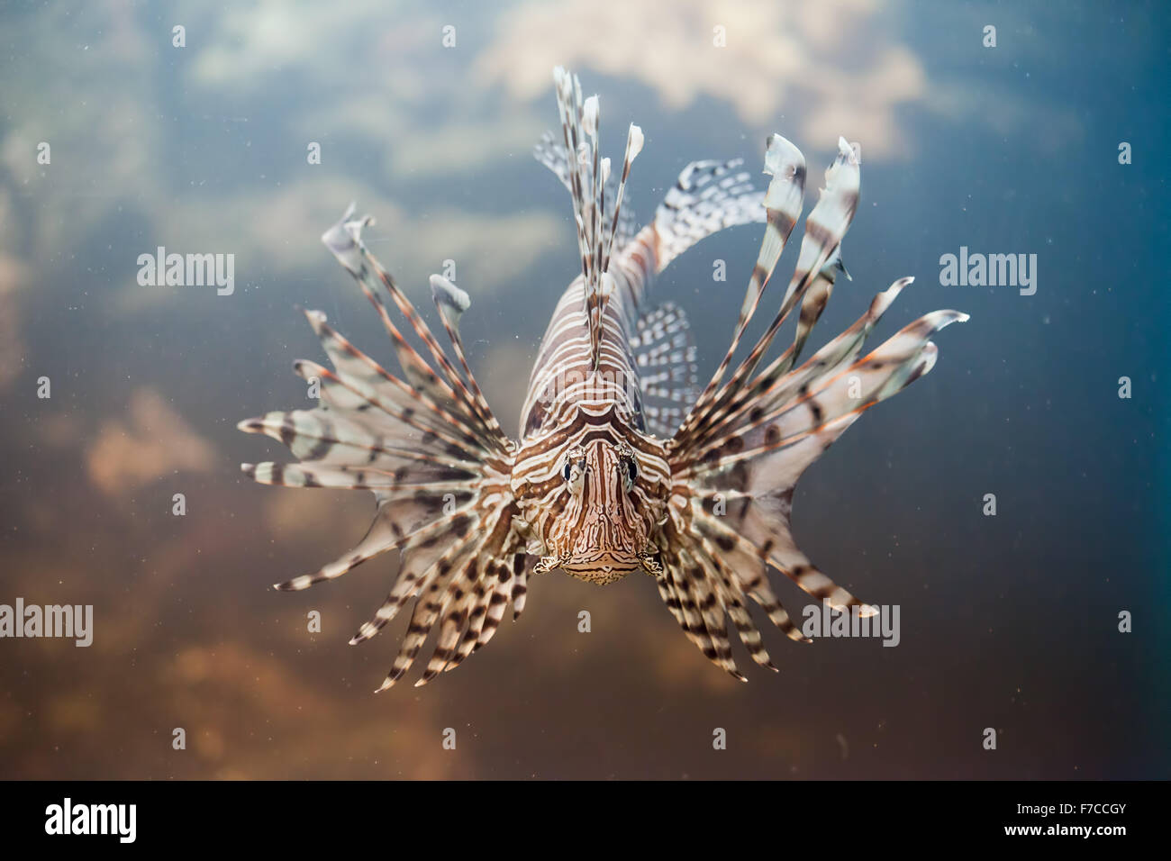 Red Lionfish (Pterois volitans), venomous, coral reef fish Stock Photo ...