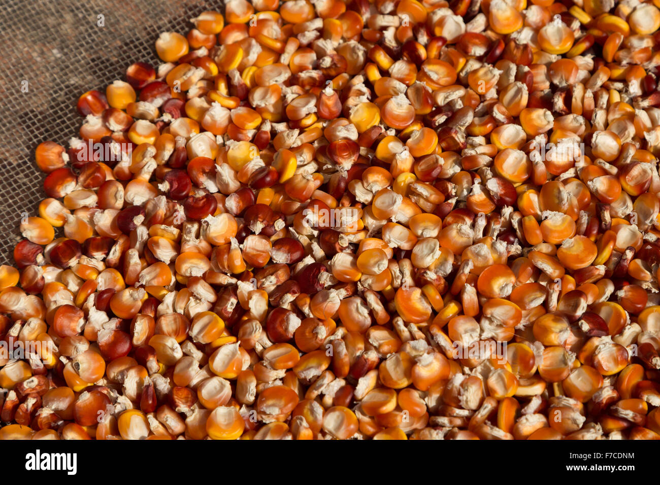 A close up photograph of some corn drying in the sun in Spain Stock ...