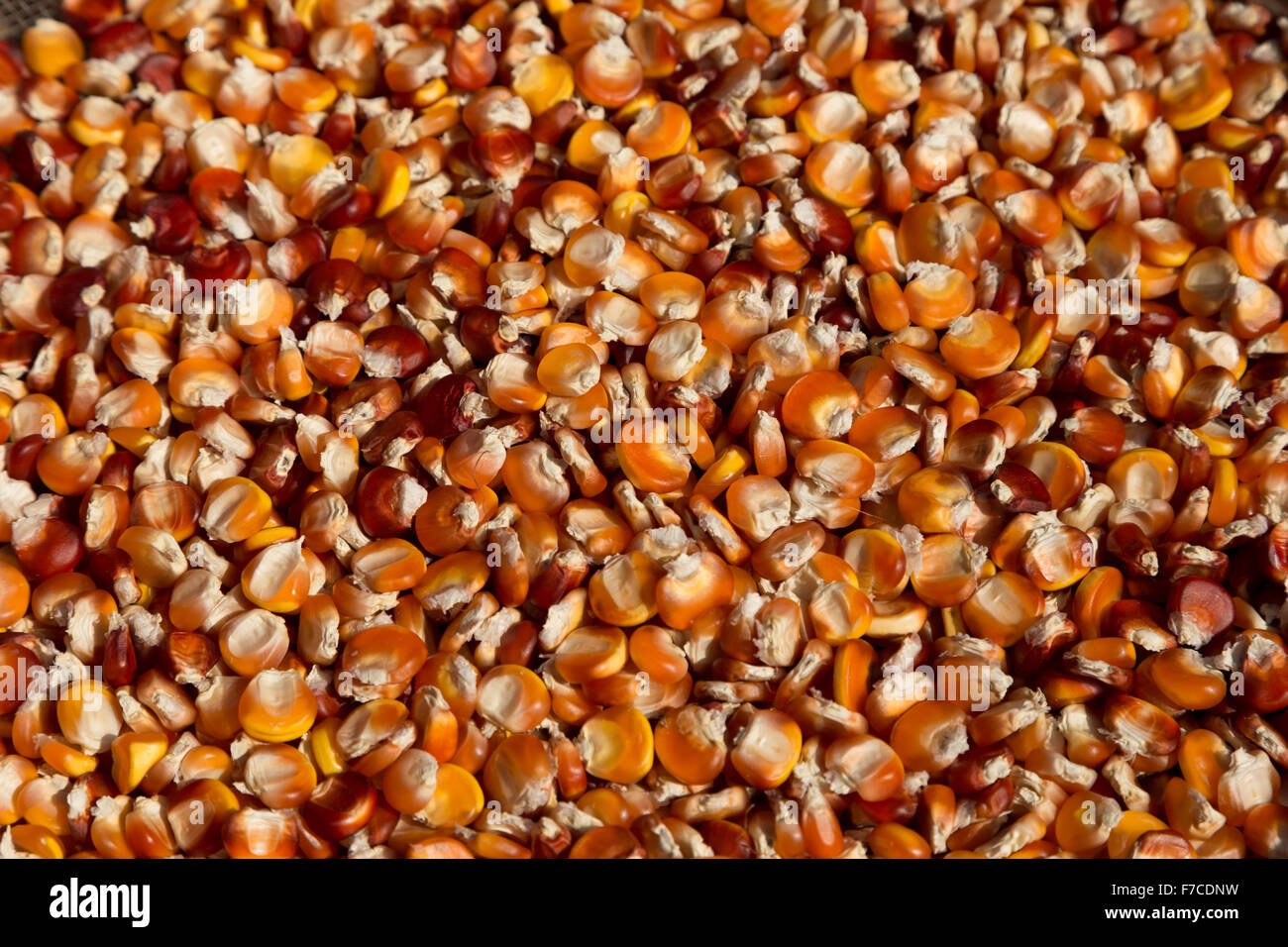 A close up photograph of some corn drying in the sun in Spain Stock ...