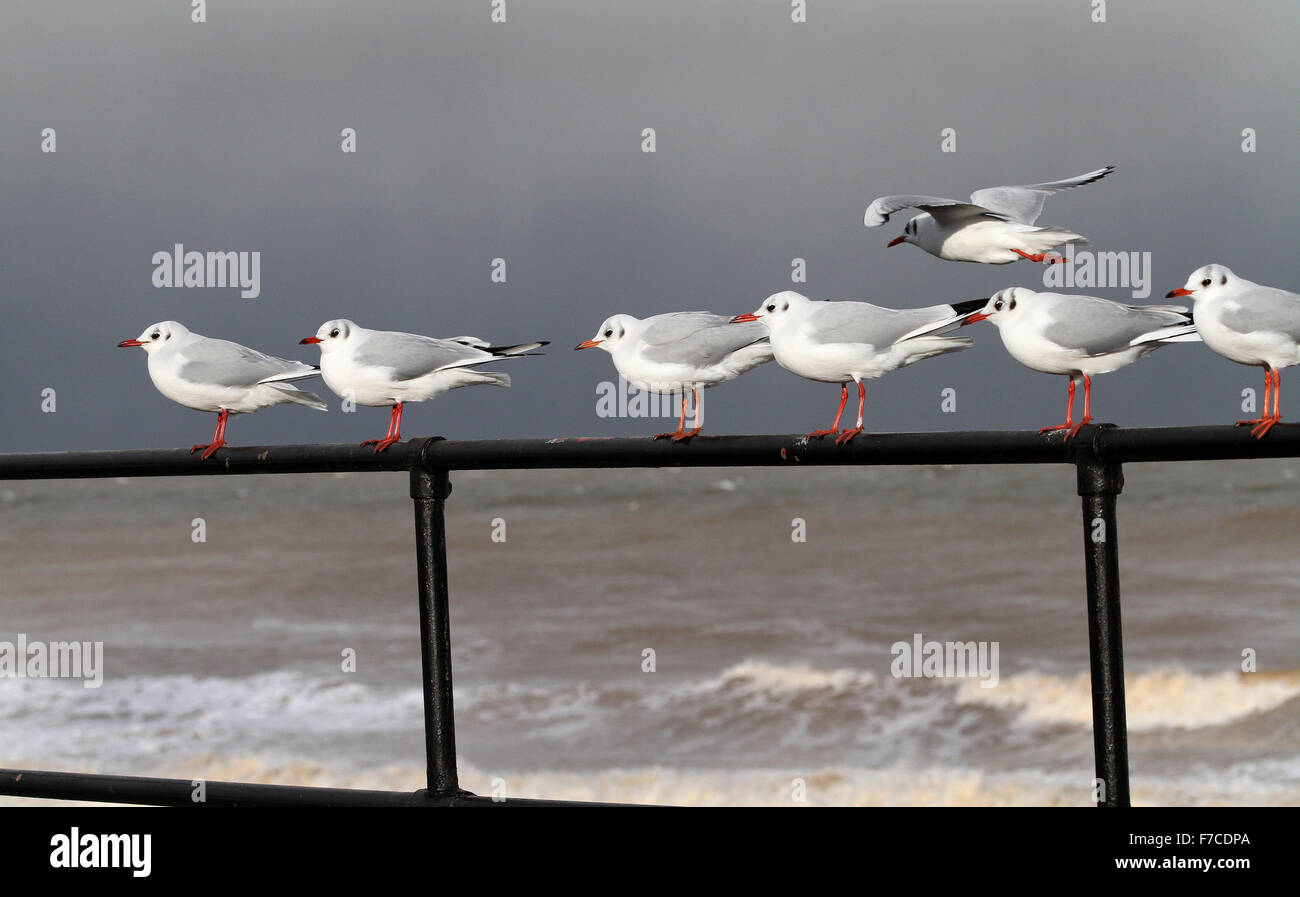 Head facing into wind hi-res stock photography and images - Alamy