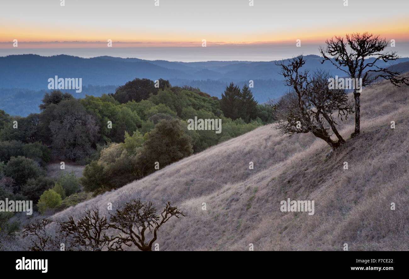 Oak trees rolling hills santa hi-res stock photography and images - Alamy