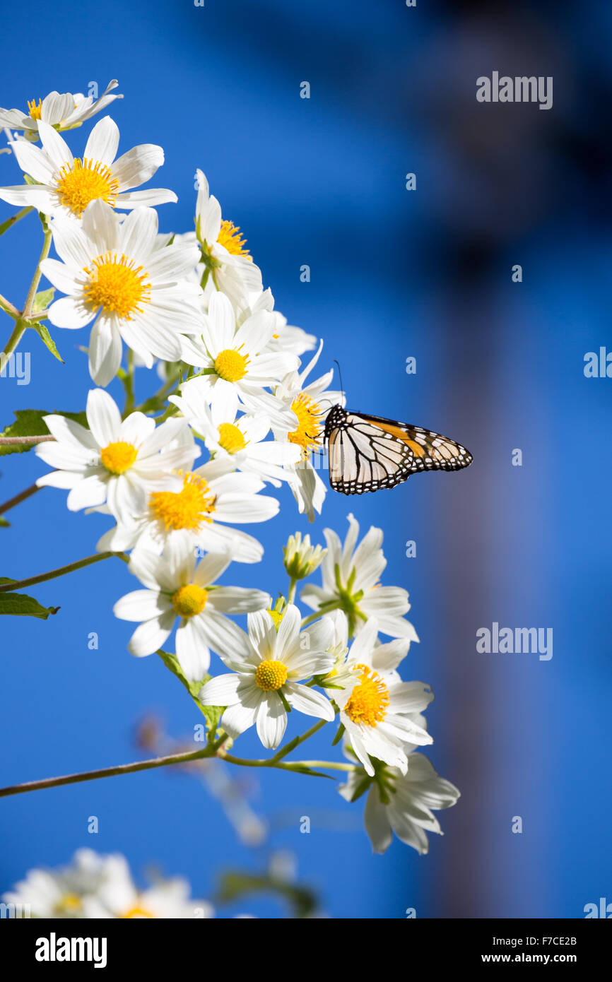 Monarch butterfly drinks daisy flower nectar Stock Photo - Alamy