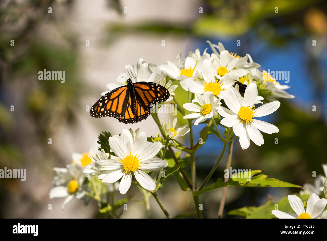 Monarch butterfly drinks daisy flower nectar Stock Photo - Alamy