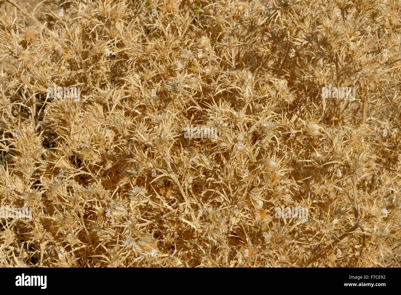 Close-up view of autumnal dried Picnomon acarna plant as natural ...