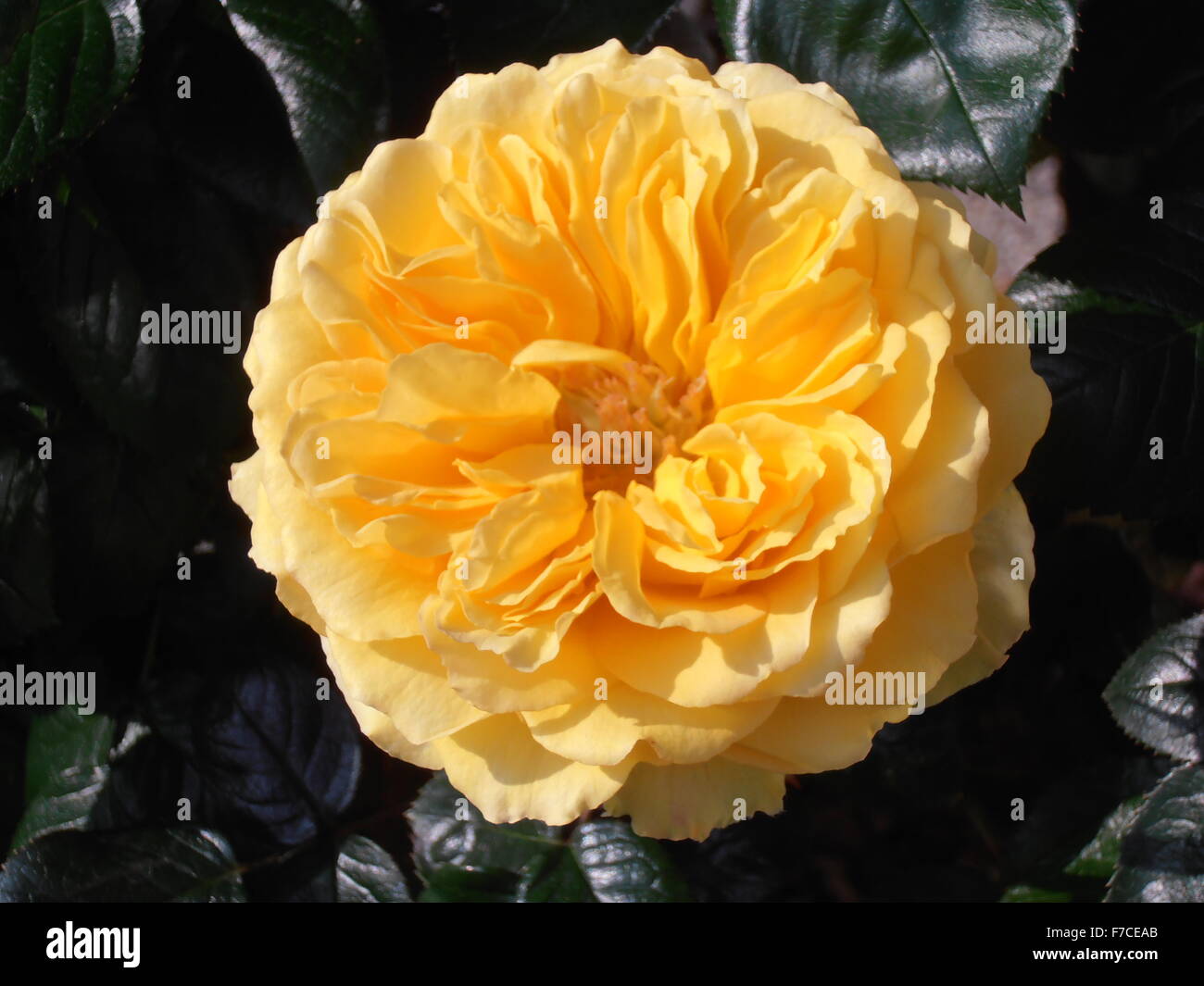 Yellow rose photo hi-res stock photography and images - Alamy