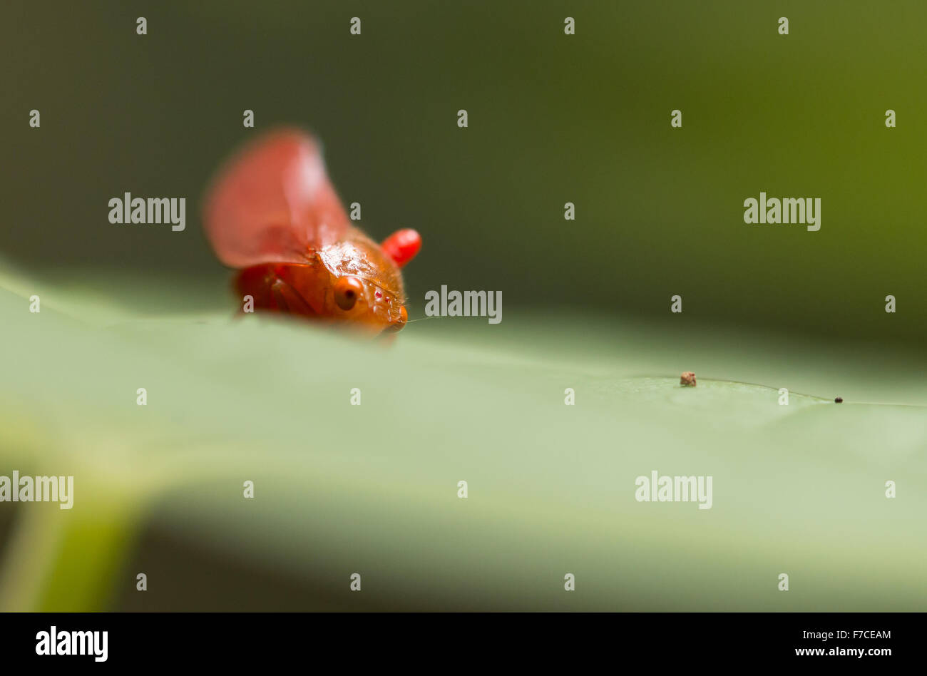 Insect in the jungle in Taman Negara National Park, Malaysia - one of ...