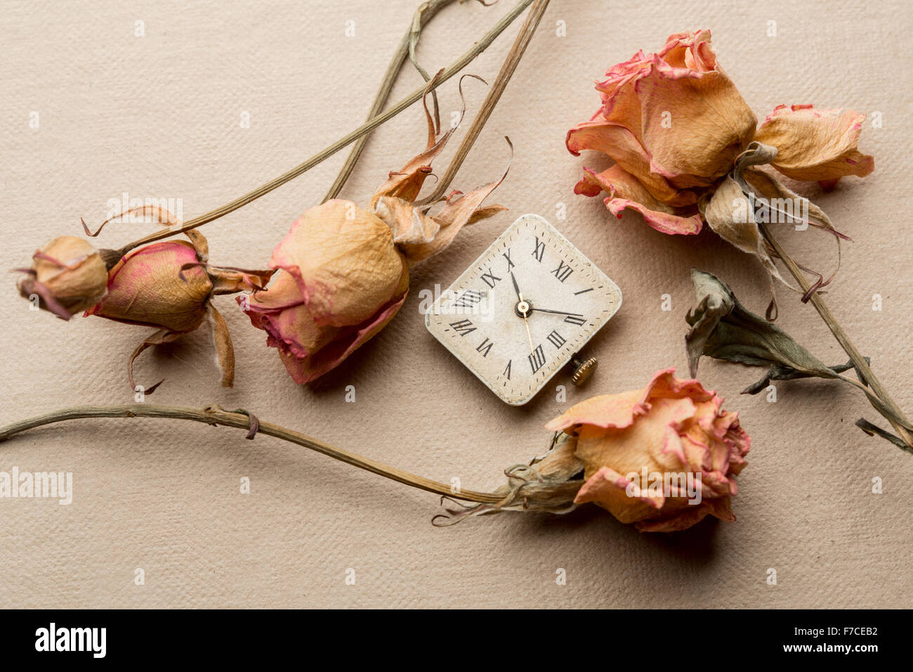 Old hand watch dial with rome numbers lying between small dry roses ...