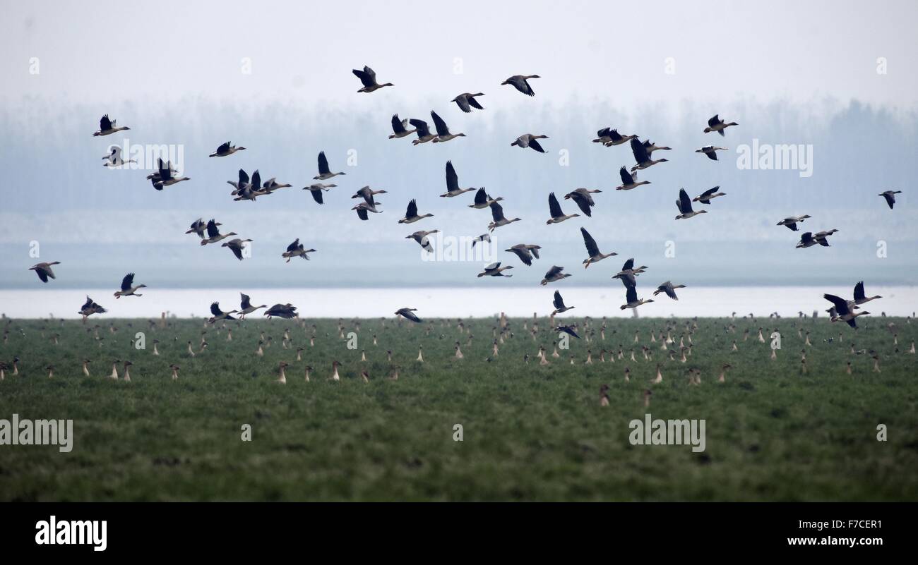 East dongting lake hi-res stock photography and images - Alamy