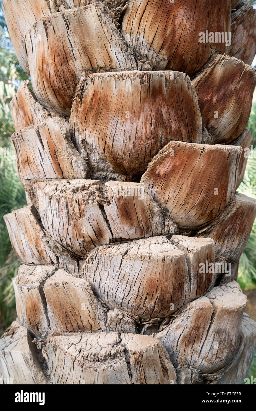 Date palm tree hi-res stock photography and images - Alamy