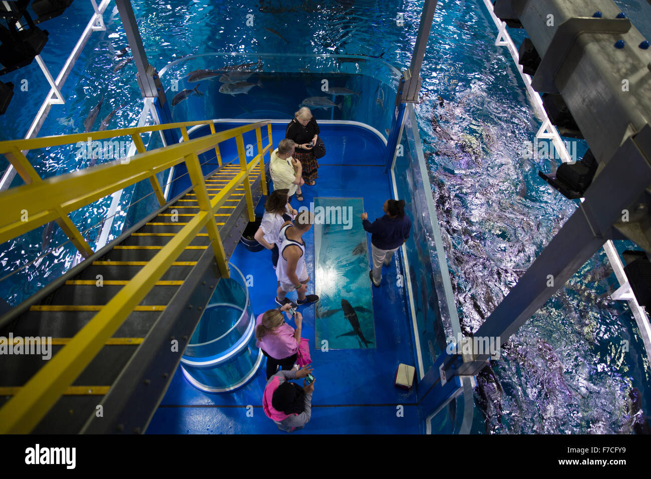 Dubai Aquarium and underwater Zoo, part of Dubai Mall in Dubai, United ...
