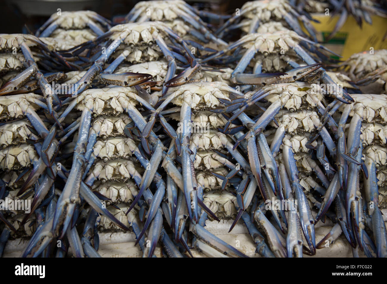 Deira Fish Market Dubai Stock Photo - Alamy
