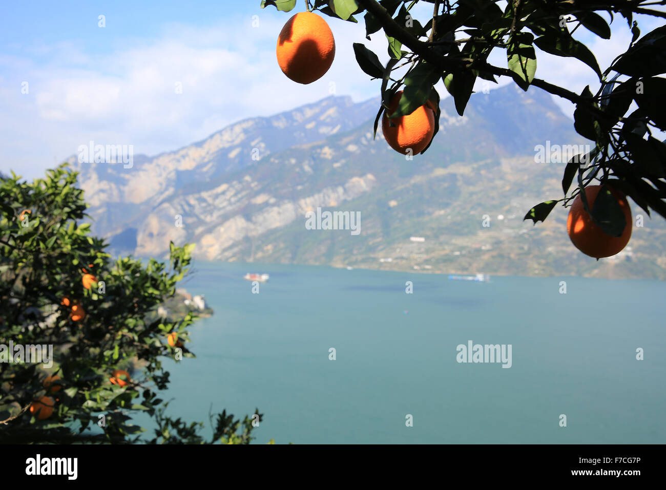 Zigui, China's Hubei Province. 29th Nov, 2015. Navel oranges are seen ...