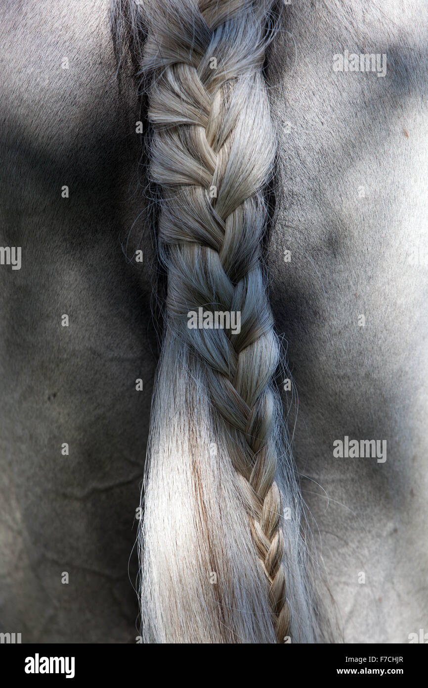 Horse tail braided into a plait, braid groomed Stock Photo - Alamy